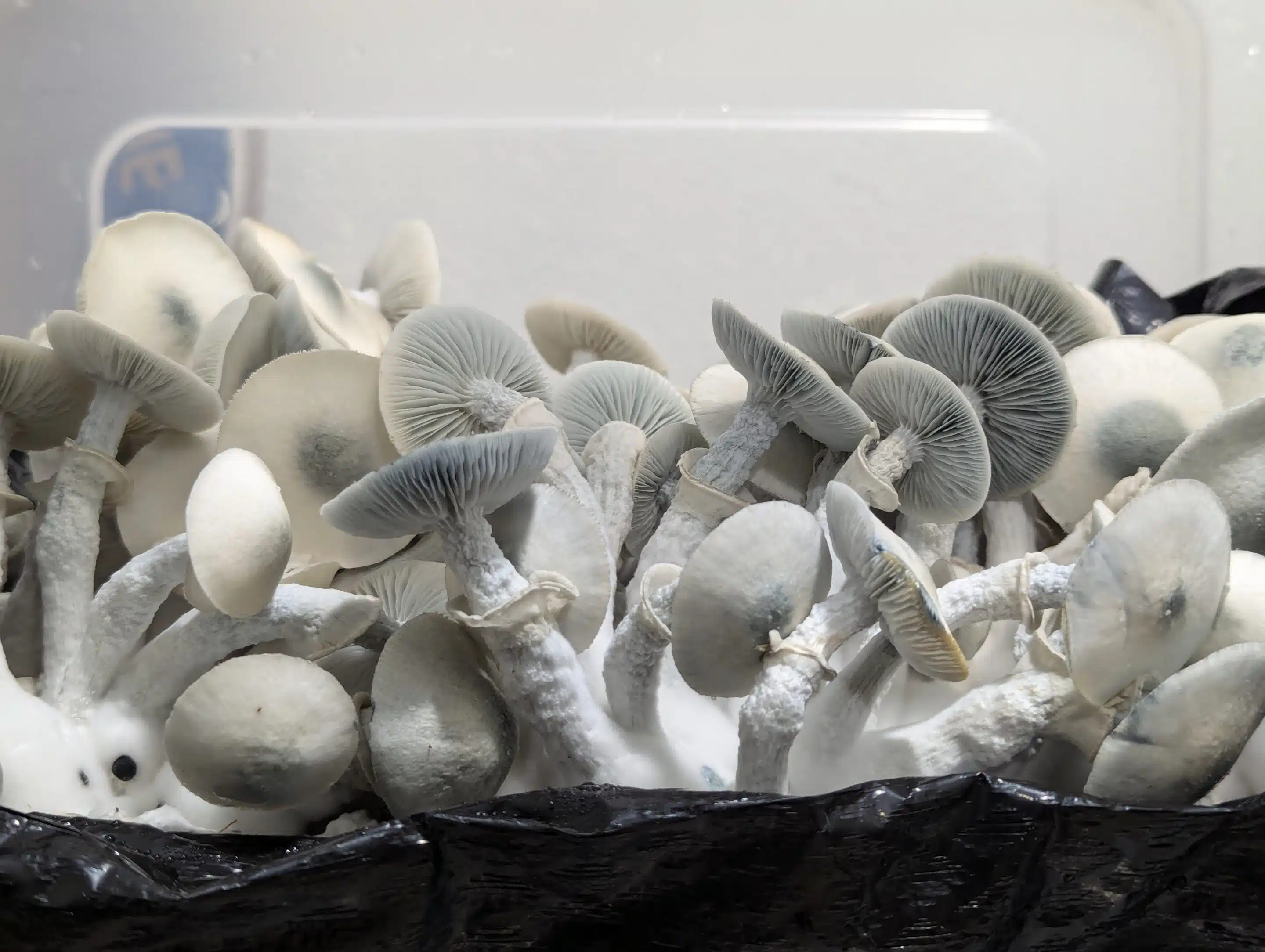 The Magic of Growing Psilocybe Natalensis at Home