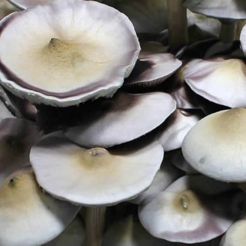 Albino A+ Magic Mushroom Information