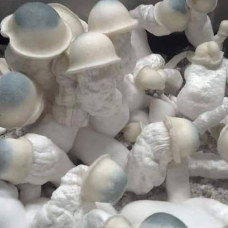 Albino Penis Envy Magic Mushroom Information