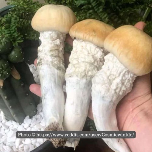 Albino Treasure Coast Magic Mushroom Information