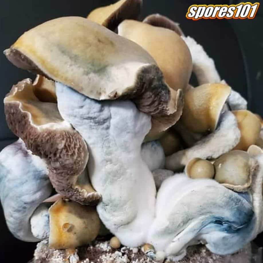 Melmac Magic Mushroom Information