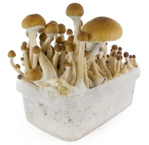 Mckennaii Magic Mushroom Information