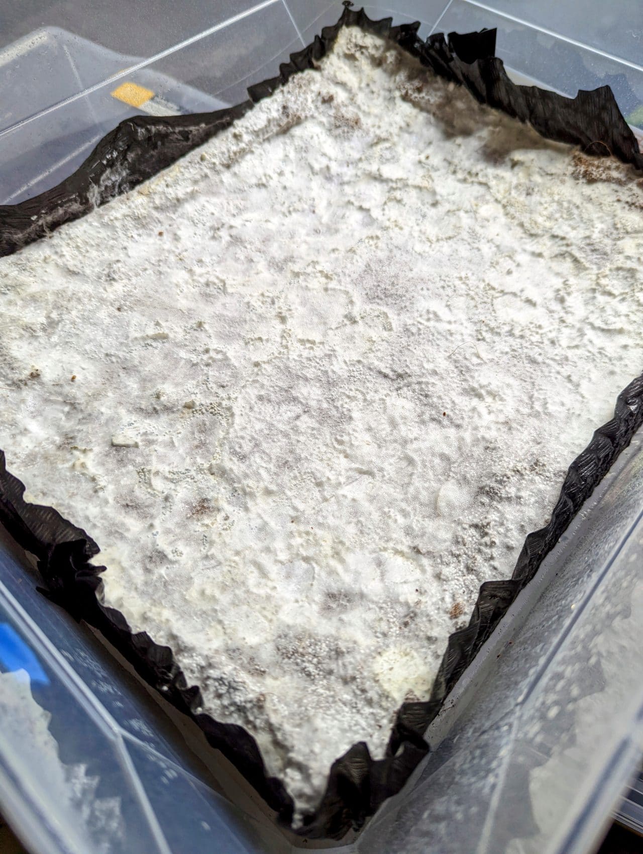 How to Make a Mushroom Casing Layer