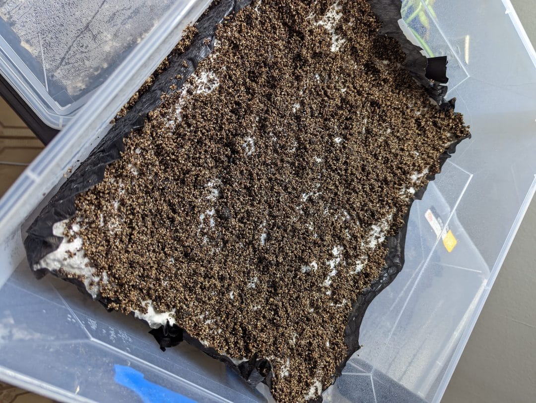 How to Make a Mushroom Casing Layer