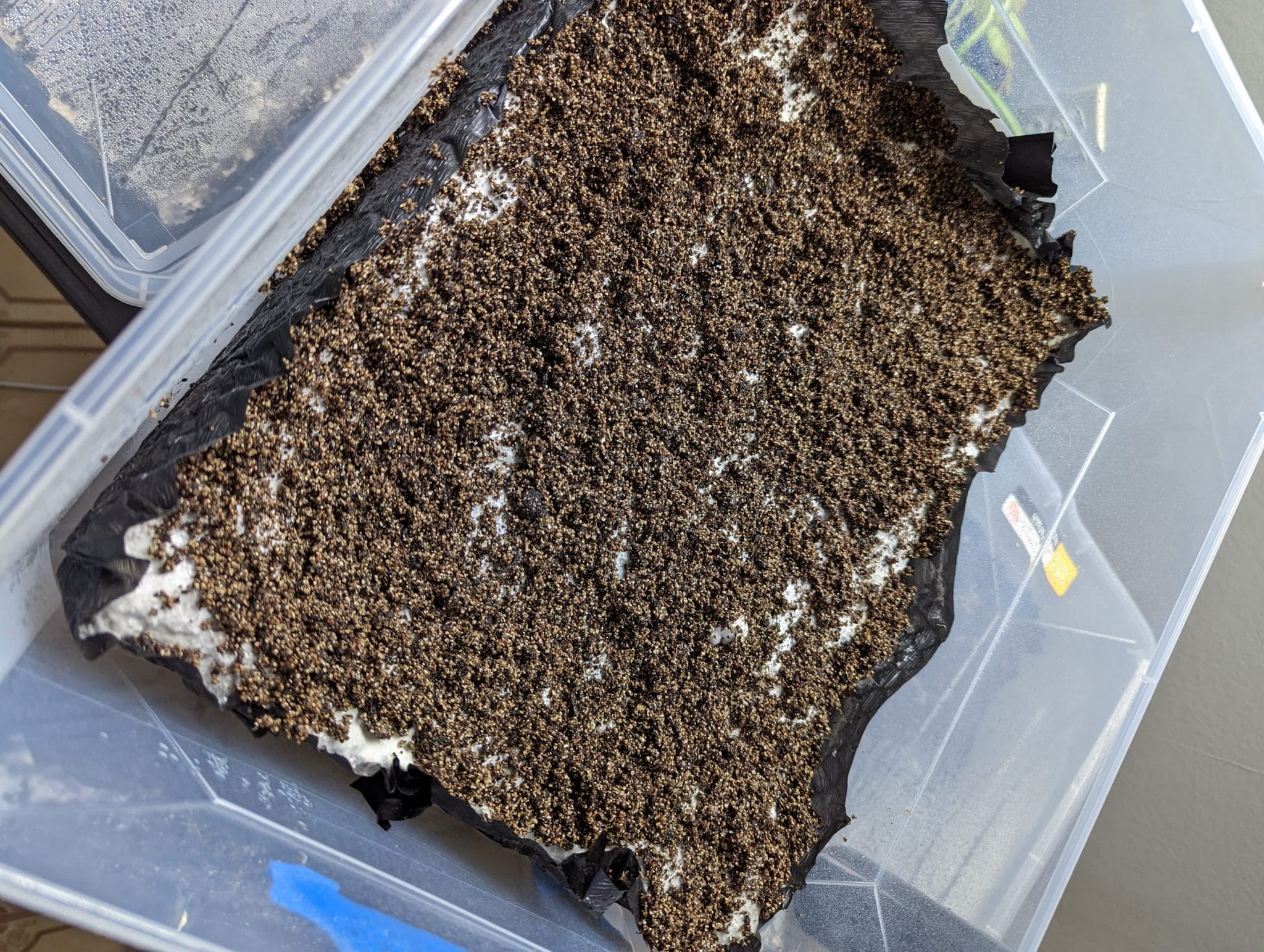 How to Make a Mushroom Casing Layer