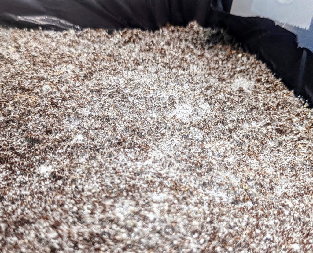 How to Make a Mushroom Casing Layer