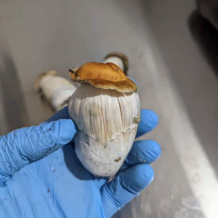 Hillbilly Mushroom Strain Information - Magic Mushroom Info