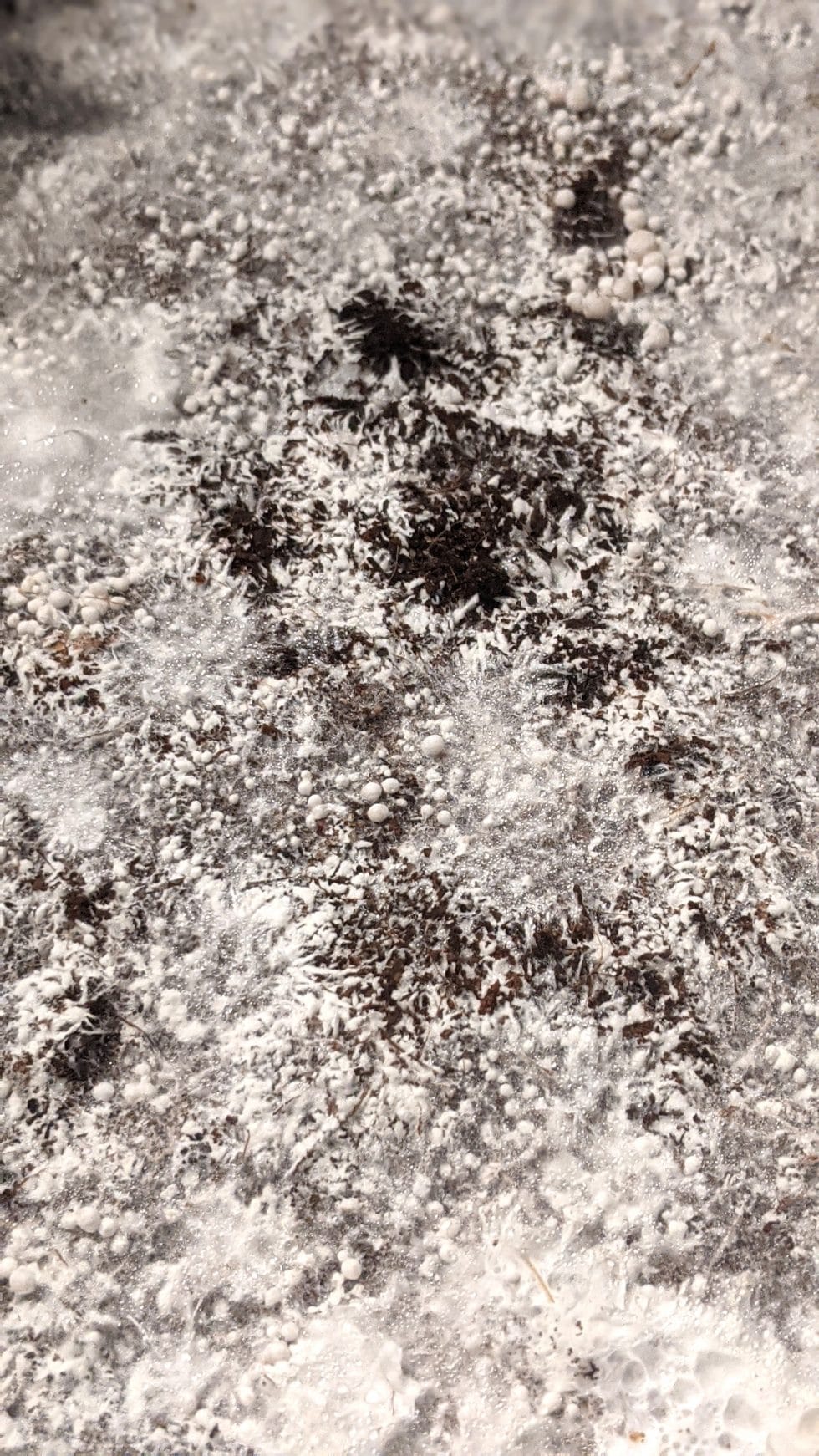 When Should You Introduce Fruiting Conditions?