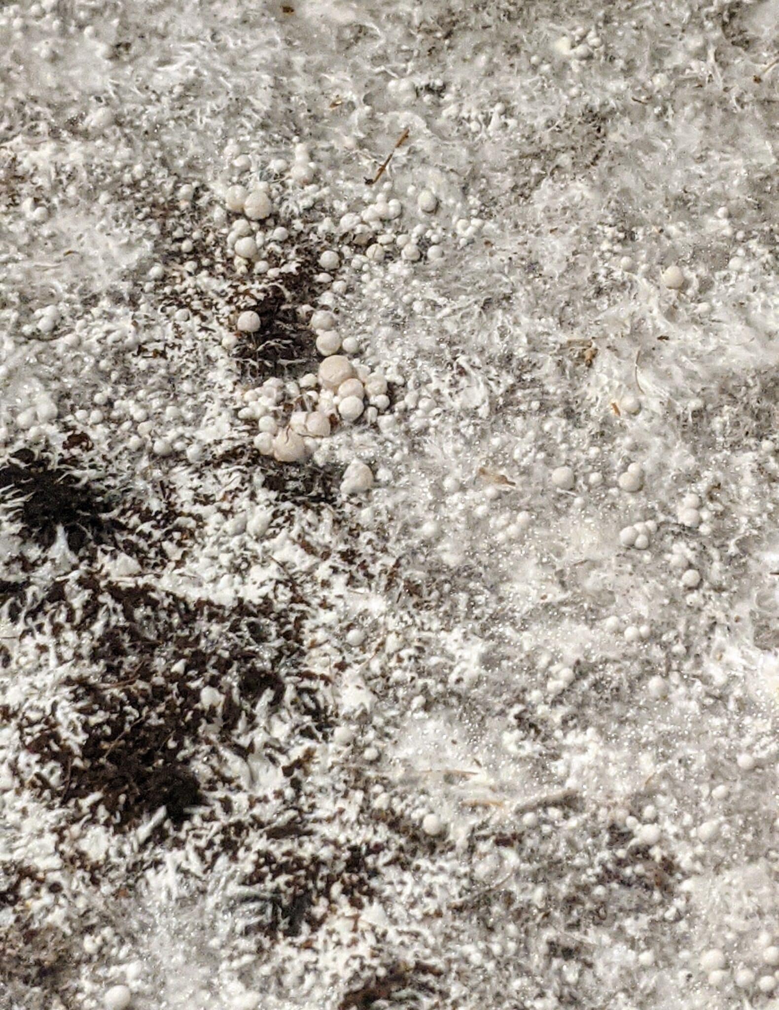 When Should You Introduce Fruiting Conditions?