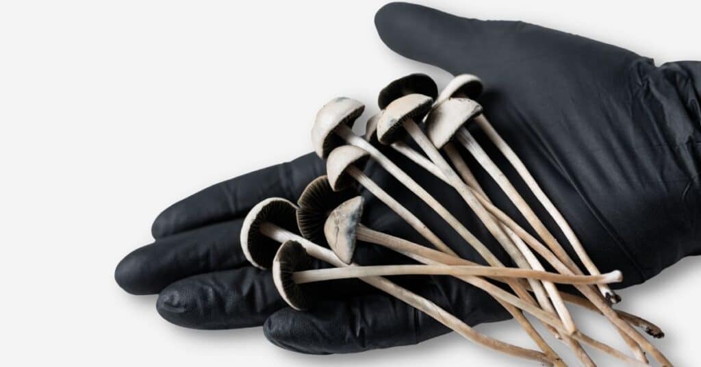 Psilocybin Mushroom Strains (P. cubensis) - Magic Mycology