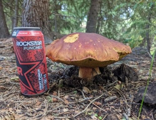 7 Common Mushrooms Found in Colorado - Magic Mycology