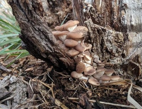 7 Common Mushrooms Found in Colorado - Magic Mycology